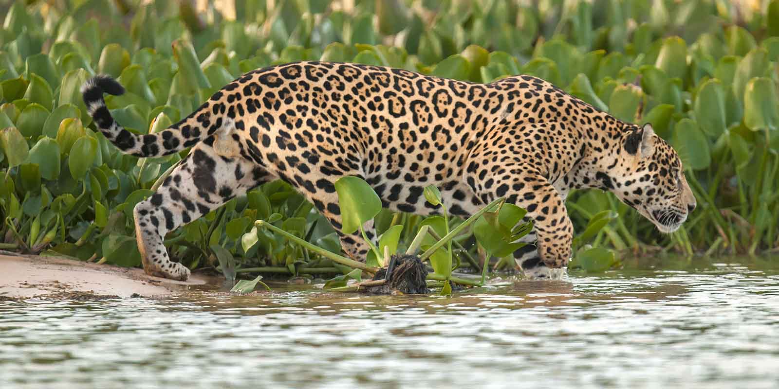 Wildlife of the Pantanal Brazil wildlife holiday | Latin America group ...