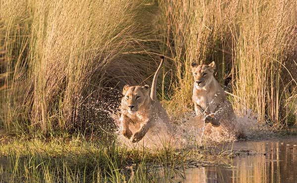 Okavango Delta Wildlife