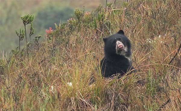 Colombia wildlife holidays in Latin America | Wildlife Worldwide
