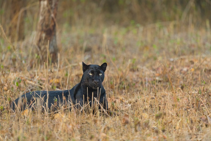 Nagarhole’s Tigers, Wild Dogs & Leopards India wildlife holiday | Asia ...