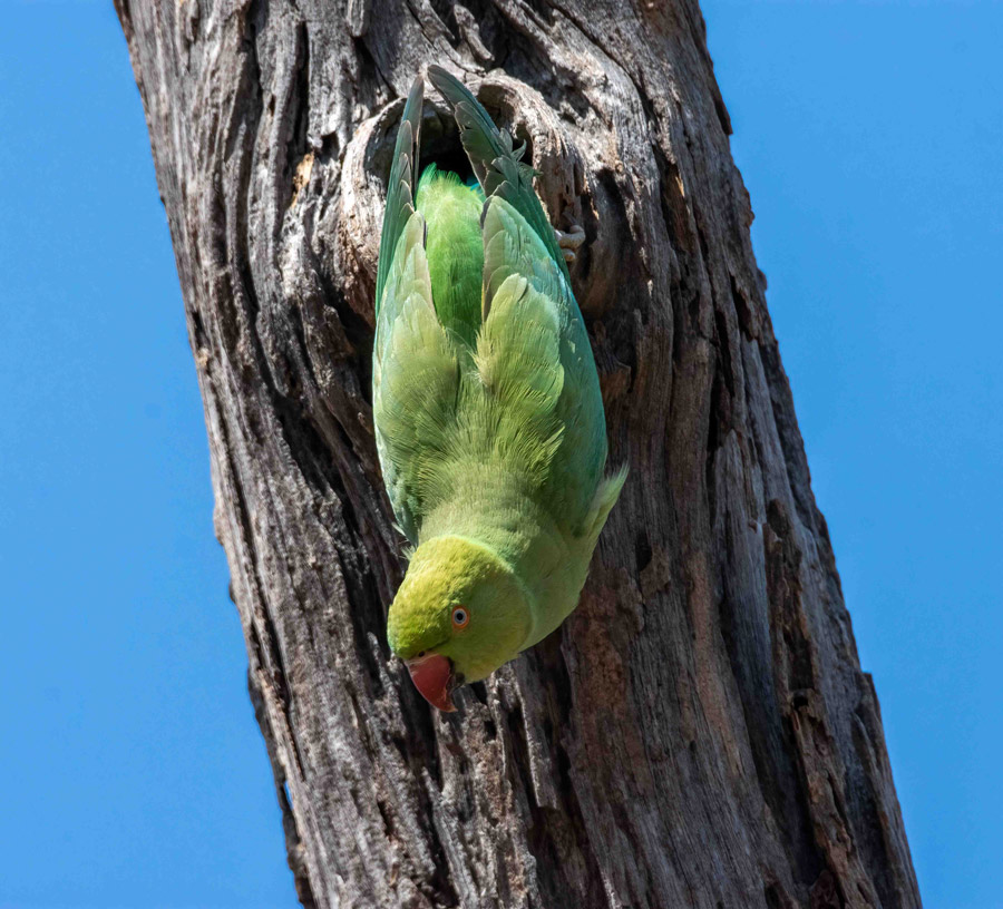 Ultimate Tiger Safari India wildlife holiday | Asia group tour ...