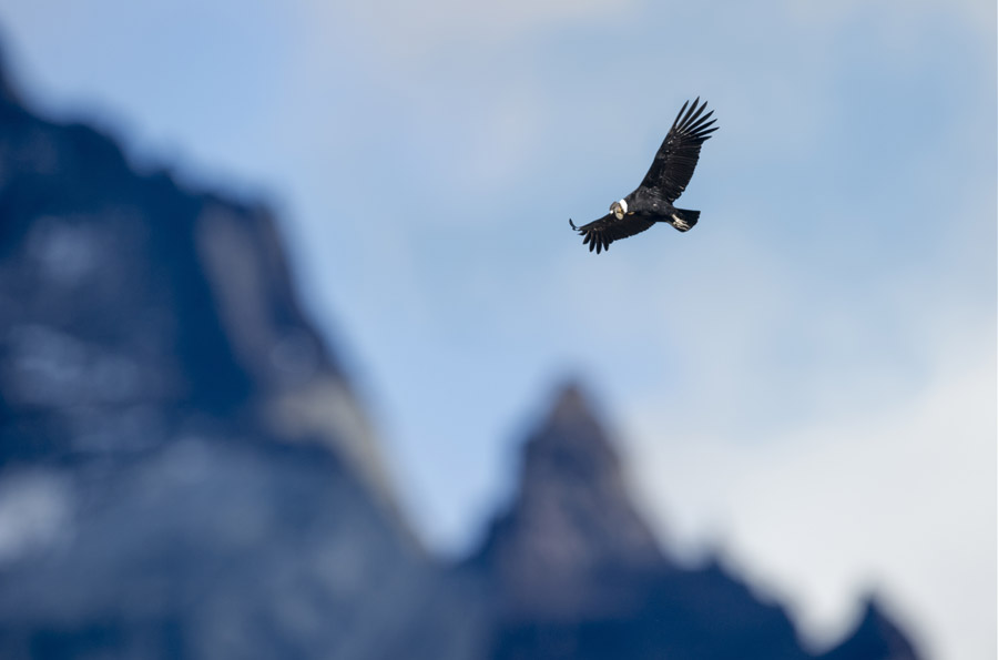 Patagonia Wildlife Adventure Chile wildlife holiday | Latin America ...