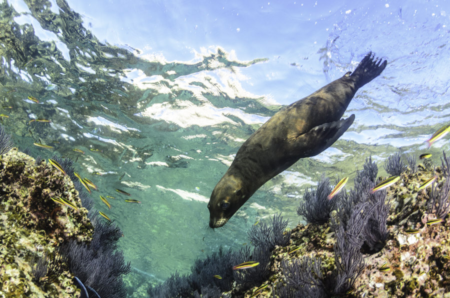 Sea of Cortez Tours | Baja Peninsula Cruise | Mexico Wildlife ...