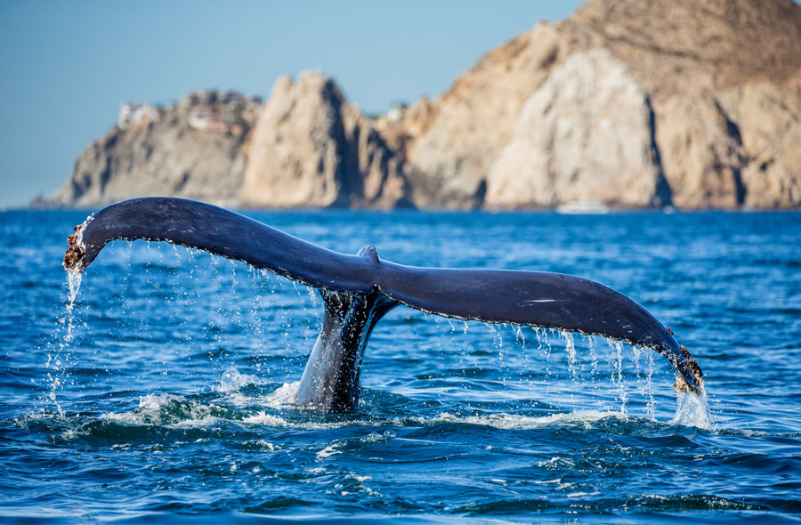 Sea of Cortez Tours | Baja Peninsula Cruise | Mexico Wildlife ...