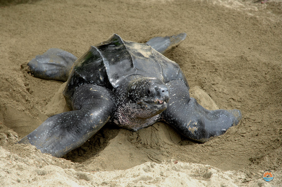A Carnival of Wildlife Trinidad & Tobago wildlife holiday | Latin ...
