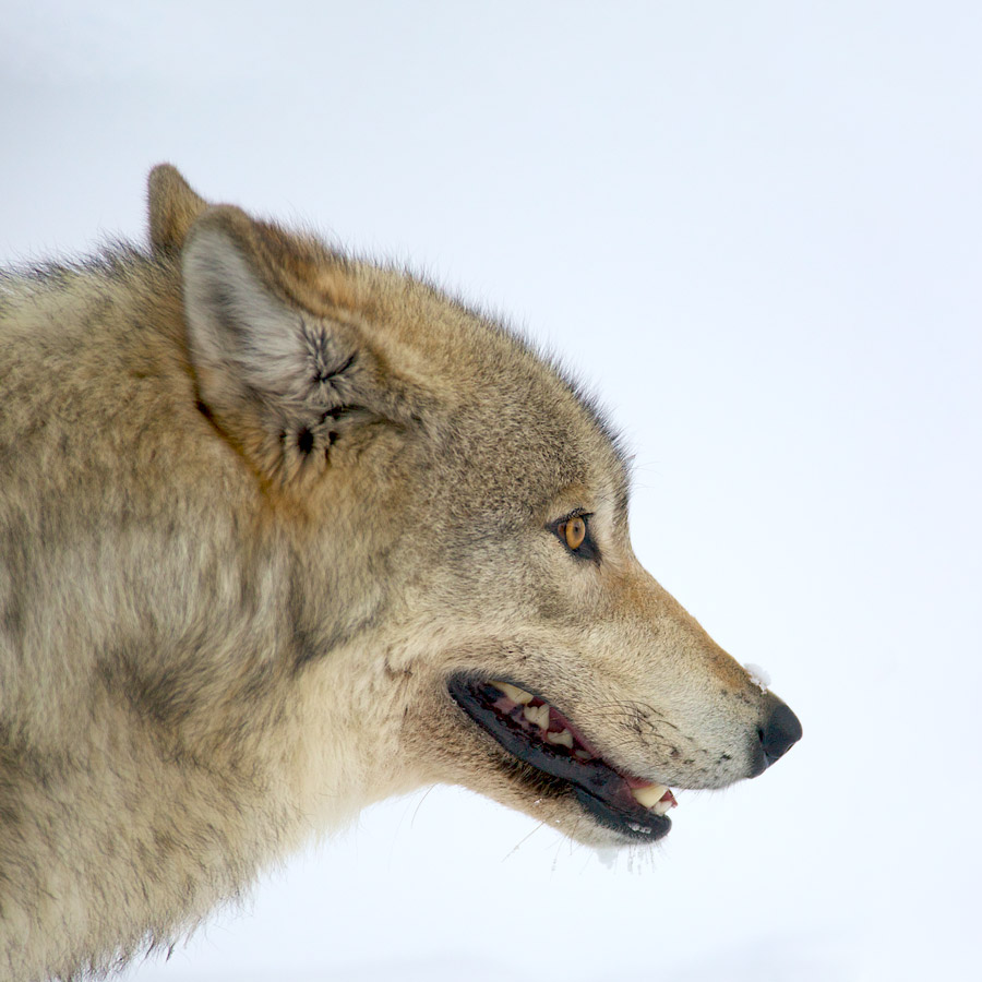Yellowstone Ultimate Wolf & Wildlife Safari | USA Wildlife Holiday ...