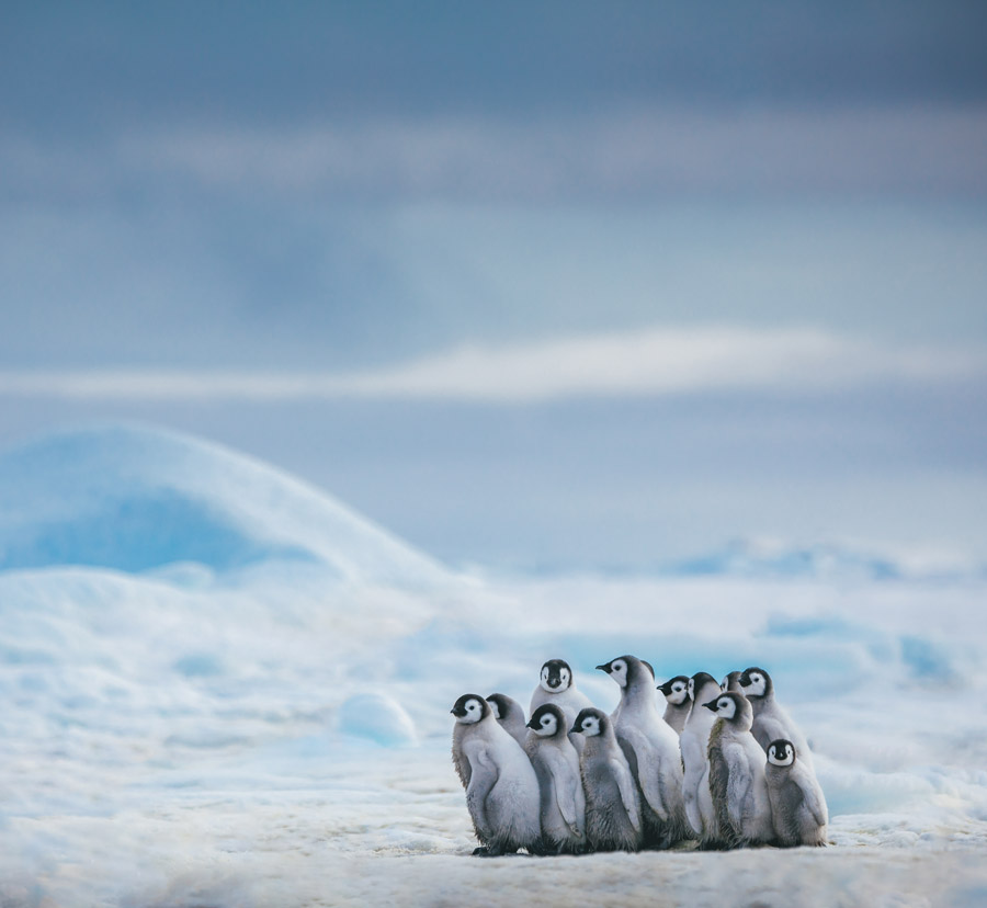 Emperor Penguins Of Antarctica Photography Tour Wild Images Emperor