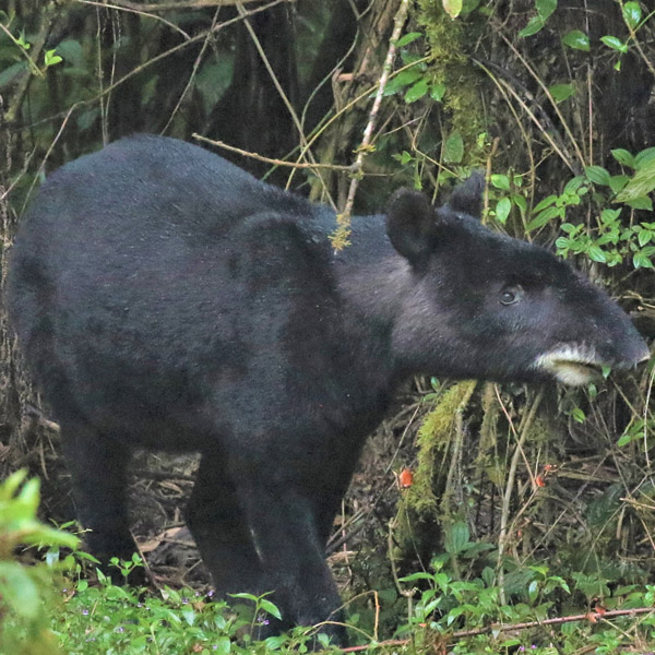 Rare Mammal Holidays | See Rare Mammals in the Wild | Wildlife Worldwide